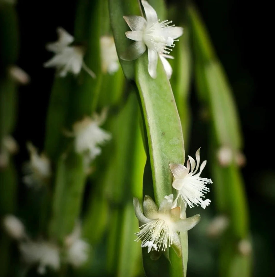 3 Rhipsalis Paradoxa Cuttings | Rare Epiphytic Cactus | Trailing Jungl ...
