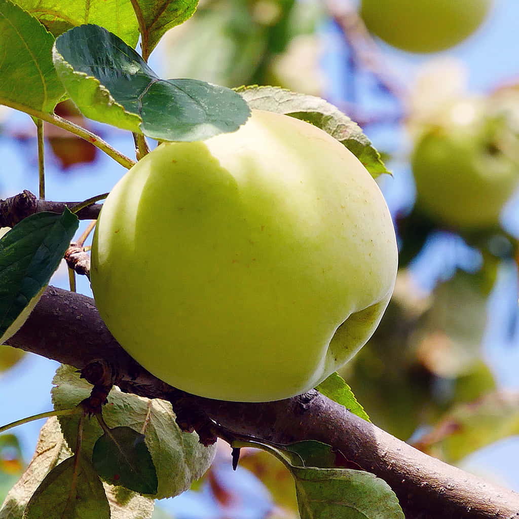 6 Golden Delicious Apple Tree Scions | Organic Unrooted Cuttings | Gra ...