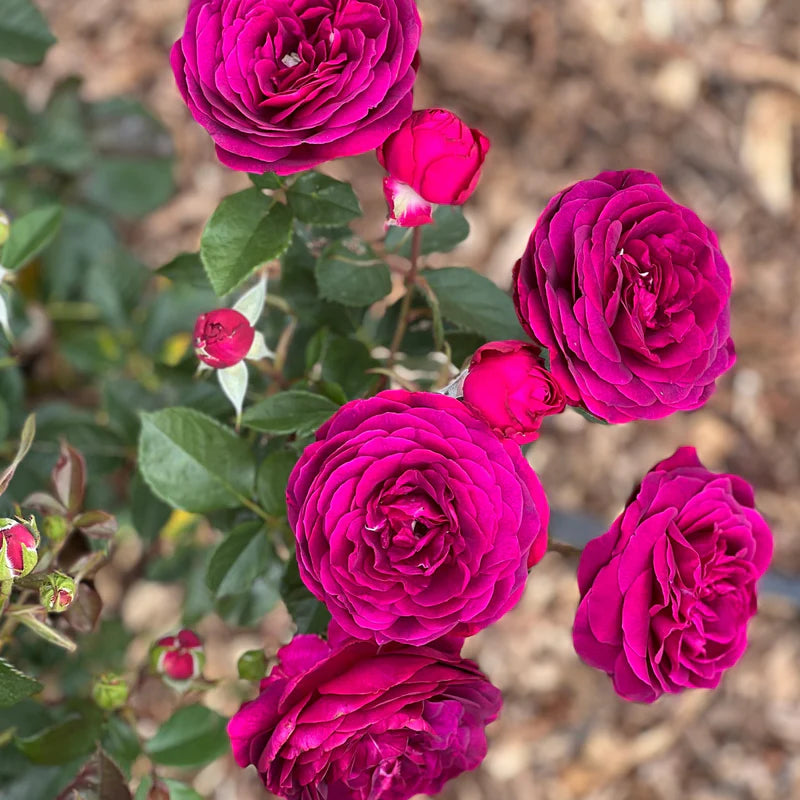 Super Rare Celestial Night Rose Cuttings (3 Unrooted) – Rosa ‘Celestia ...