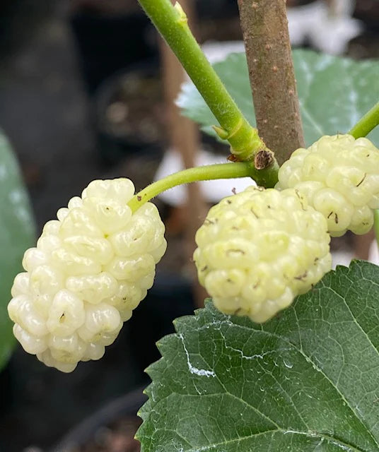 2 White Mulberry Trees (Morus alba) Bareroot 1–2ft | Fast Growing Frui ...