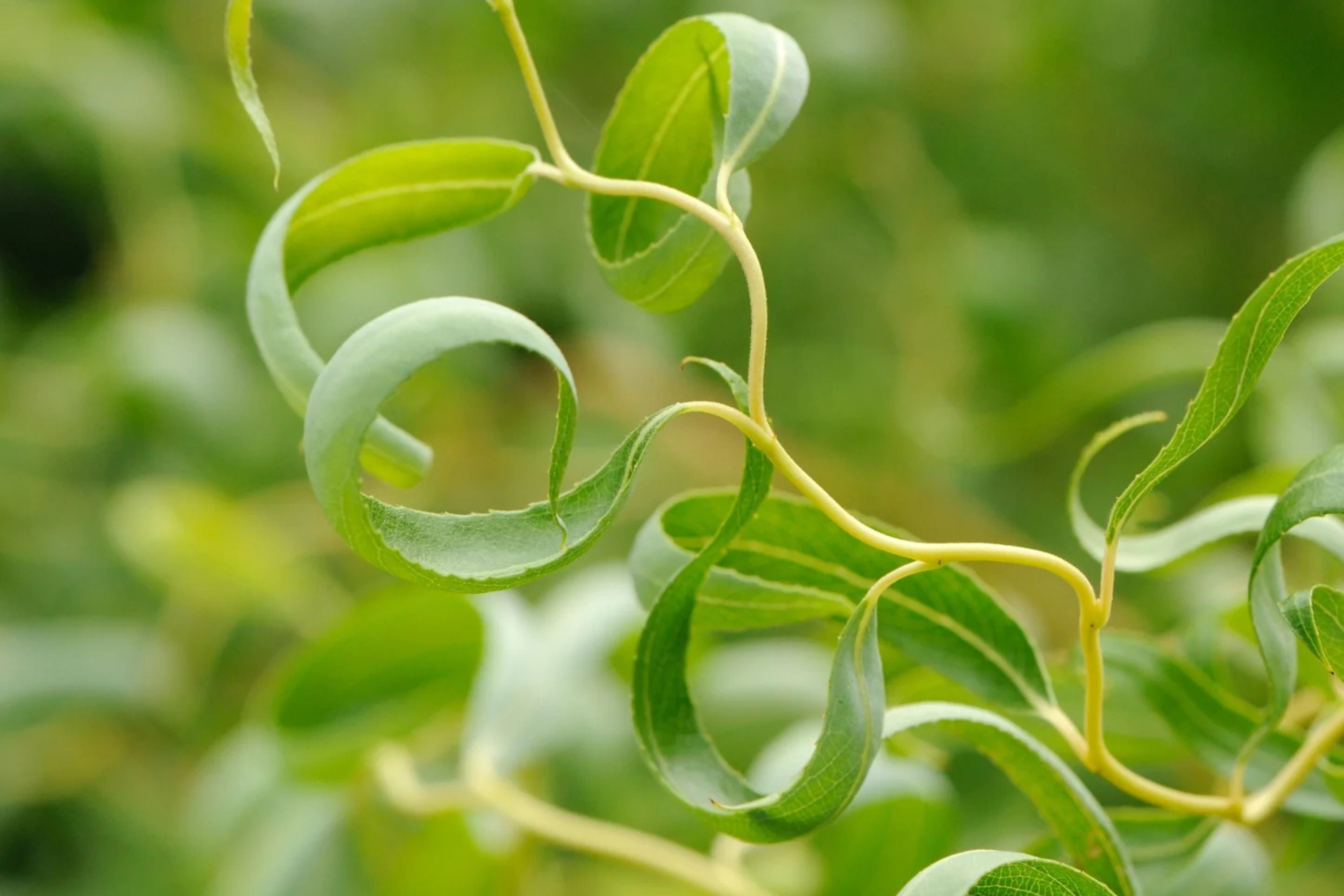 Corkscrew Willow Tree 2-3 Feet Tall Grafted Salix matsudana 'Tortuosa ...