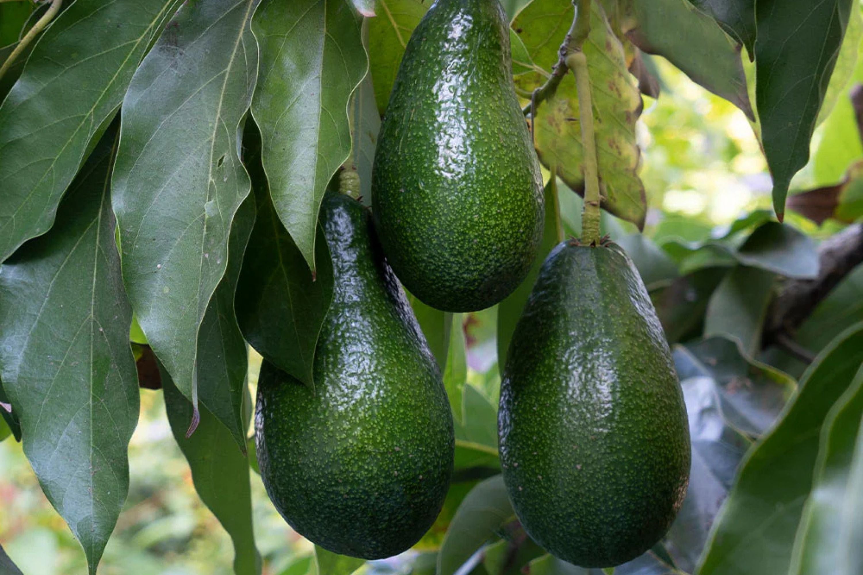 Grafted Doni Avocado Tree - 2 Feet Tall - 6" Pot - Persea americana ...