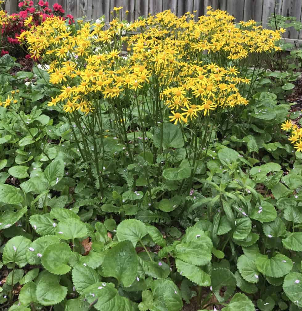 Packera Aurea Seeds (100) Golden Ragwort – Native Perennial Wildflower ...
