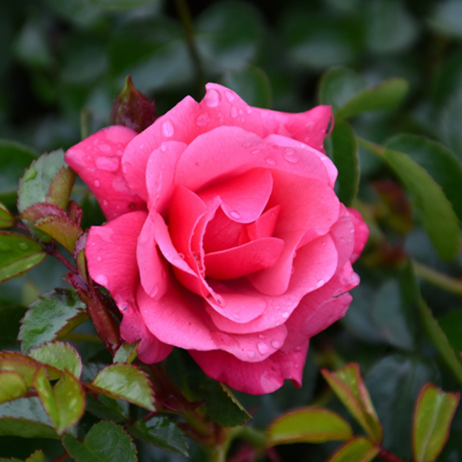 Rare Flower Carpet Pink Rose Cuttings (3 Unrooted) – Rosa ‘Flower Carp ...