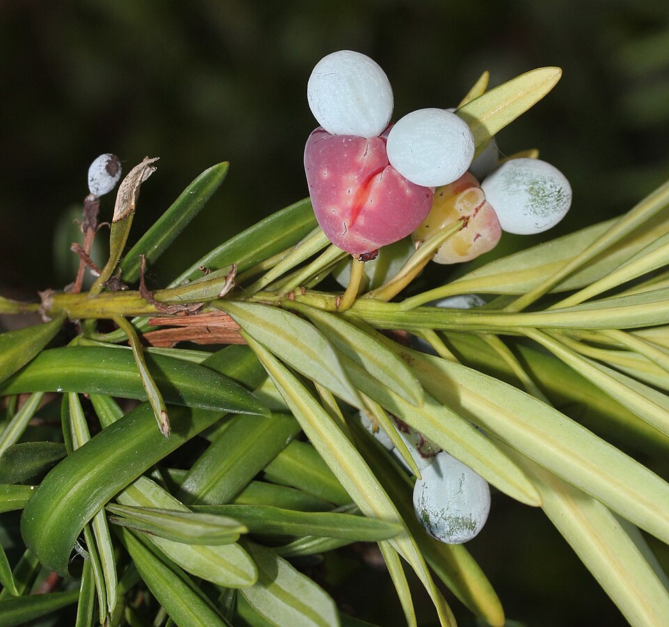 Bare Root Yew Podocarpus Macrophyllus Live Plant – Buddhist Pine / Jap ...