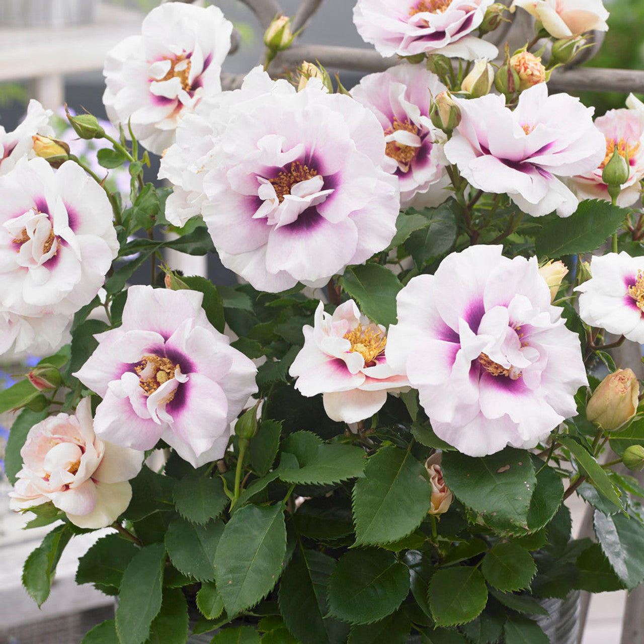 Super Rare Eyes for You Rose Cuttings (3 Unrooted) – Rosa ‘Eyes for Yo ...