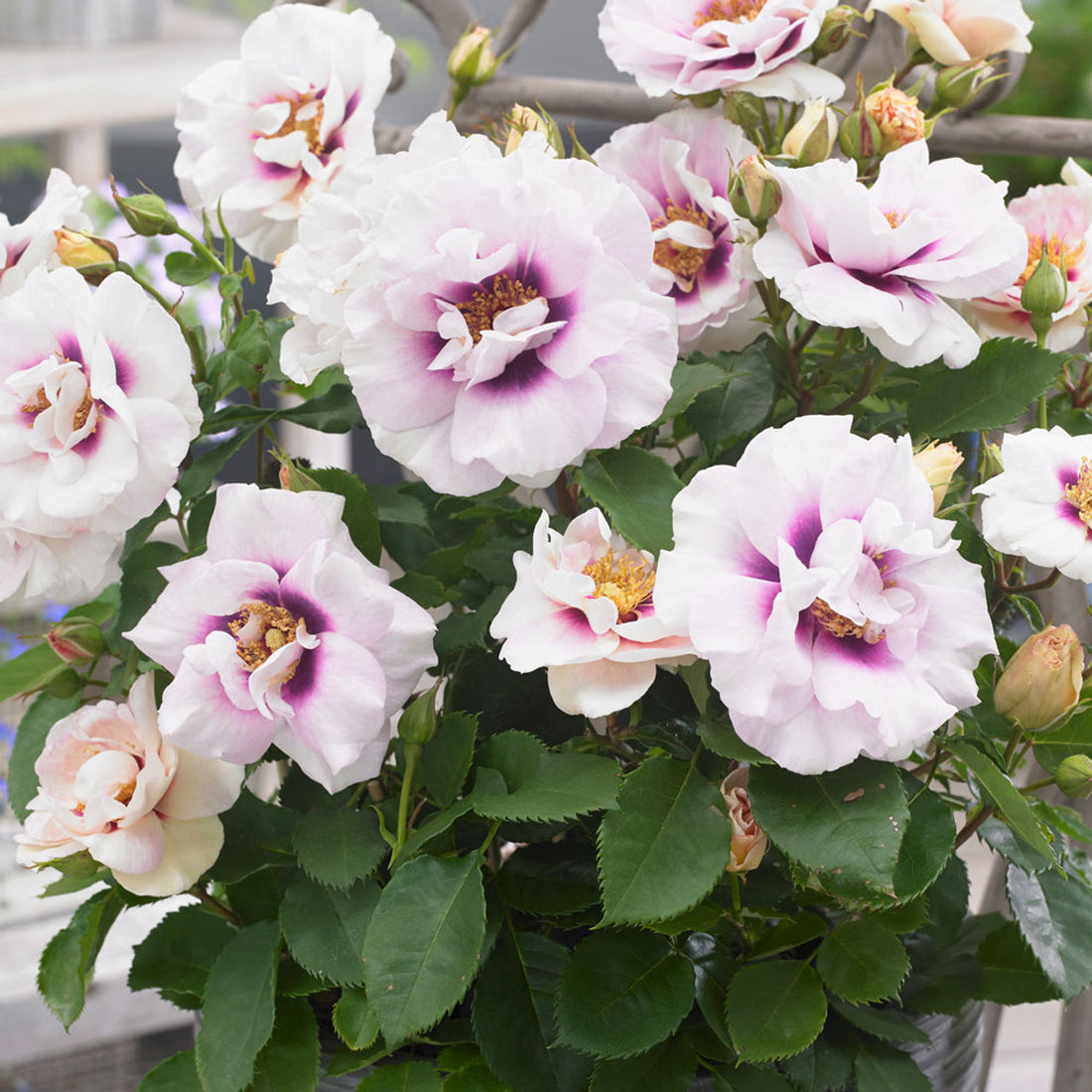 Super Rare Eyes for You Rose Cuttings (3 Unrooted) – Rosa ‘Eyes for Yo ...