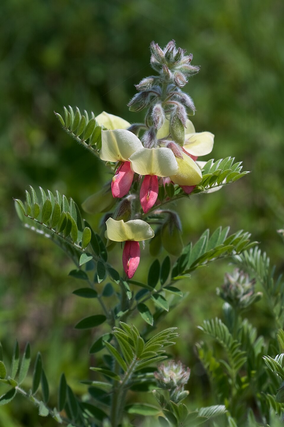 Tephrosia virginiana Seeds – Goat’s Rue Wildflower, 10 Non-GMO Perenni ...
