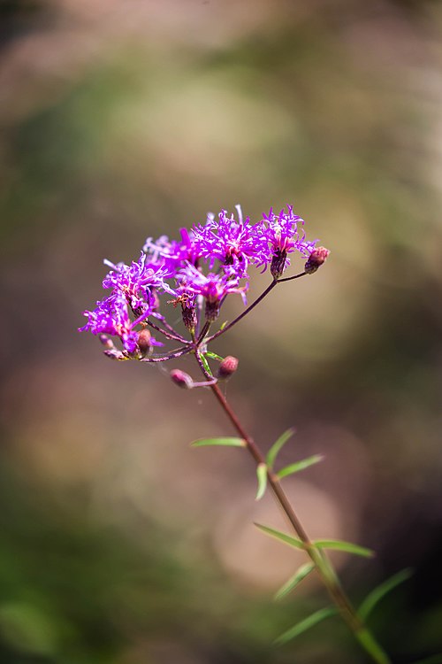 100 Vernonia angustifolia Seeds | Tall Ironweed | Native Perennial Wil ...