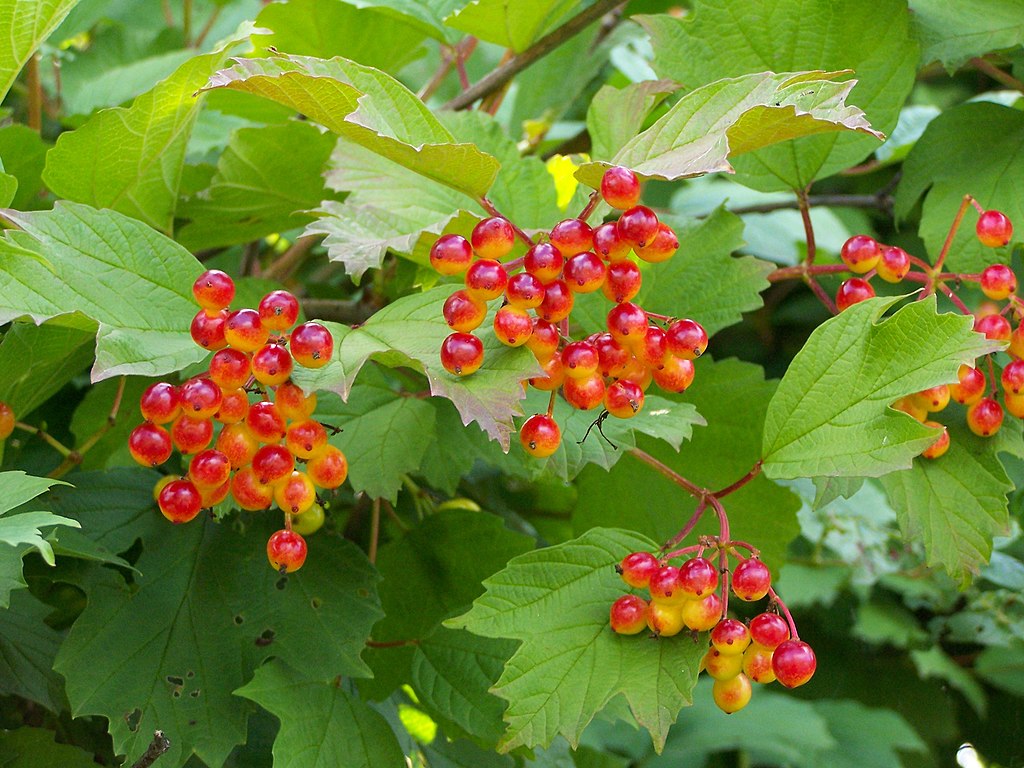 15 Viburnum opulus Cuttings – Eastern Snowball Tree Chervona Kalyna ...