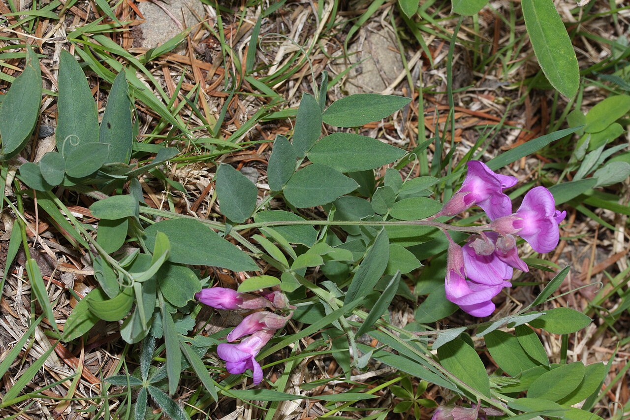 Vicia americana Seeds – American Vetch, Native Nitrogen-Fixing Groundc ...