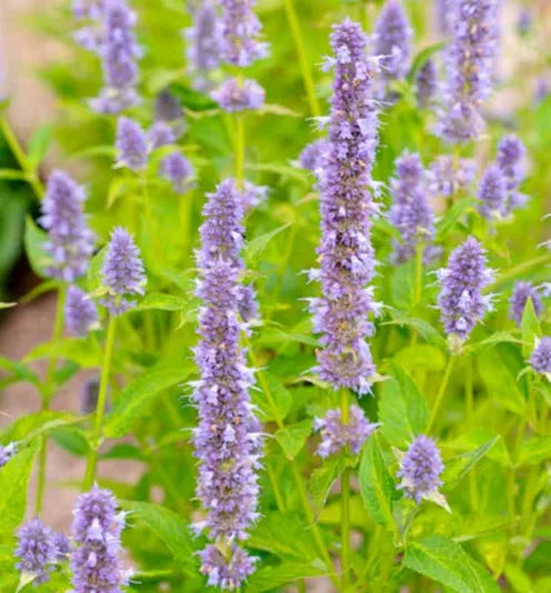 Live Blue Fortune Agastache Plant – Giant Hyssop Perennial in 1 Pint P ...