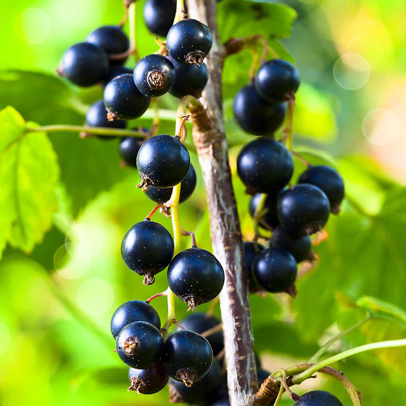 Black Currant Cuttings 8–10 Inches (8 pcs) – Ribes nigrum, Cassis Frui ...
