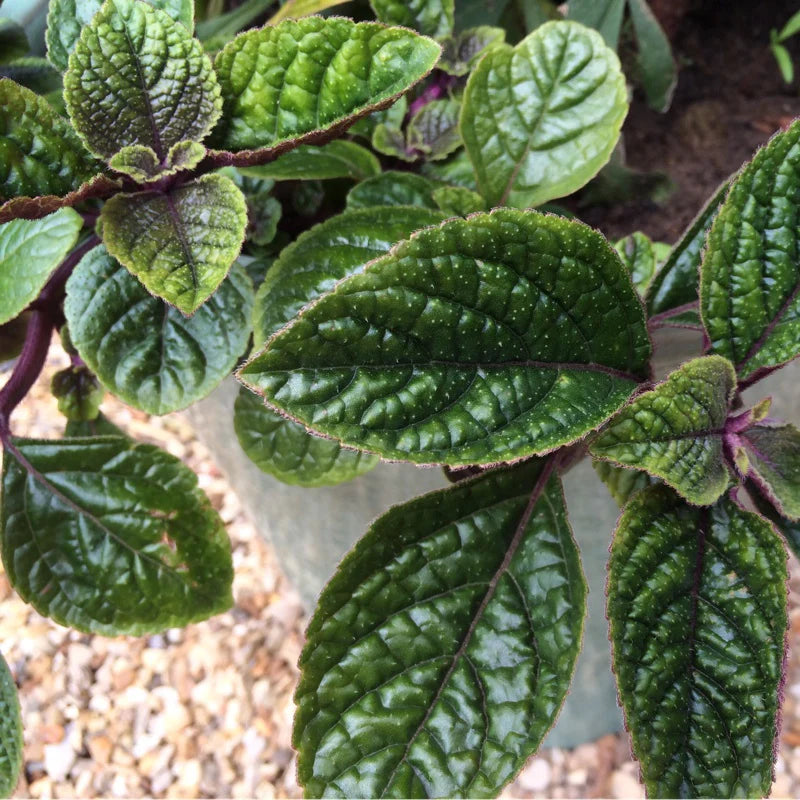 Purple Swedish Ivy Cuttings (Planta del Dinero Morada) – 4 Unrooted Mi ...