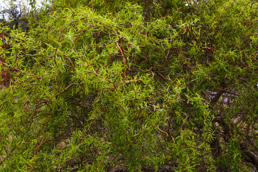 Corkscrew Willow Tree 1–2 ft Tall | Bare Root Live Tree | Dragon’s Cla ...