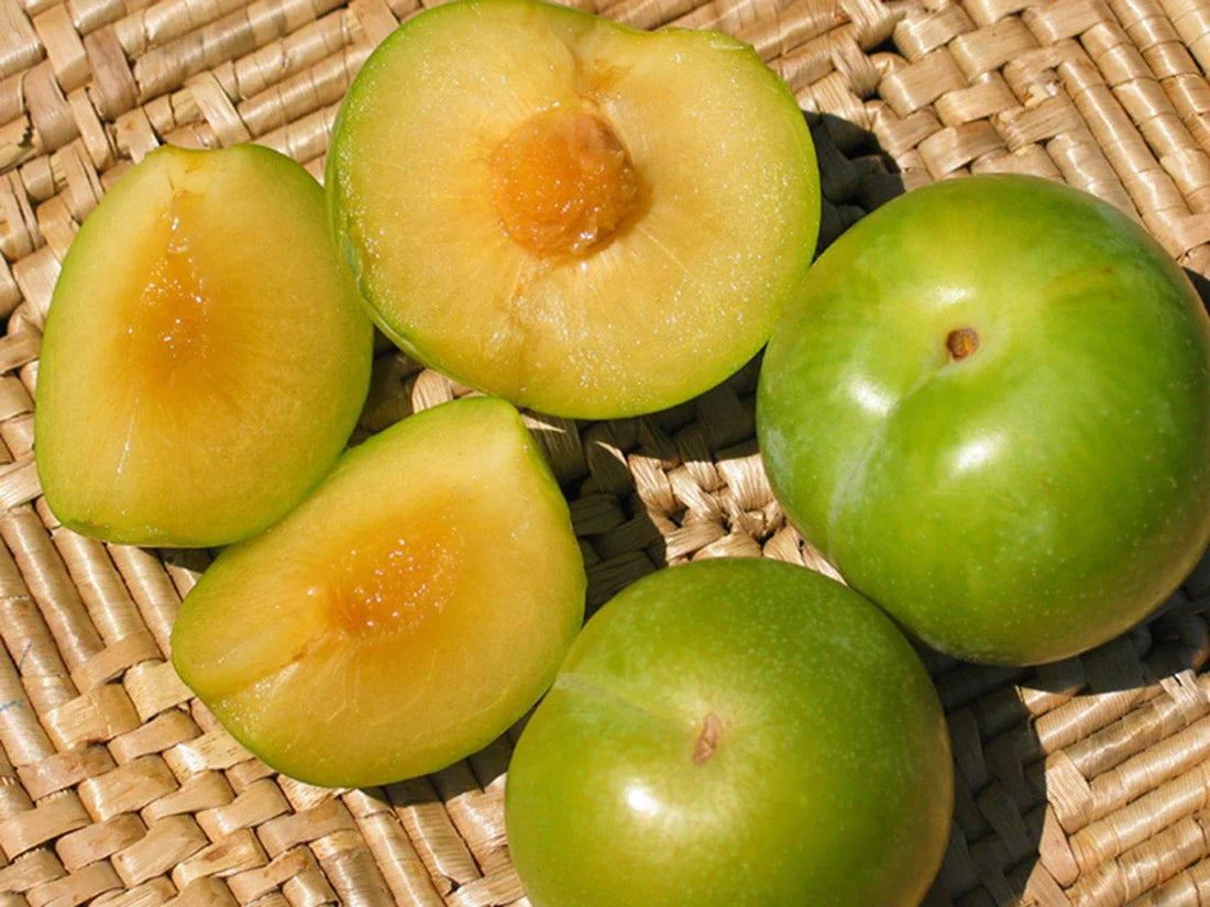 5 Emerald Pluot Scions – Unrooted 3–6" Grafting Cuttings – Plum x Apri ...