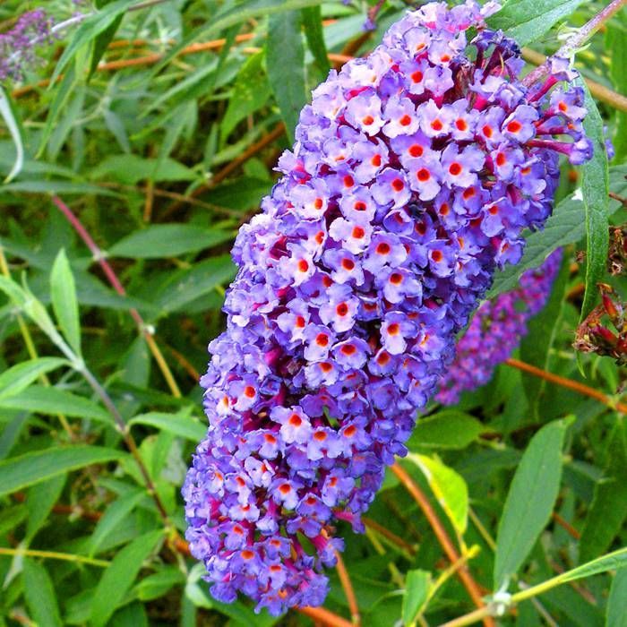 Buddleja davidii Cuttings, 7 Unrooted Stems, 6" Long, Deciduous Shrub ...
