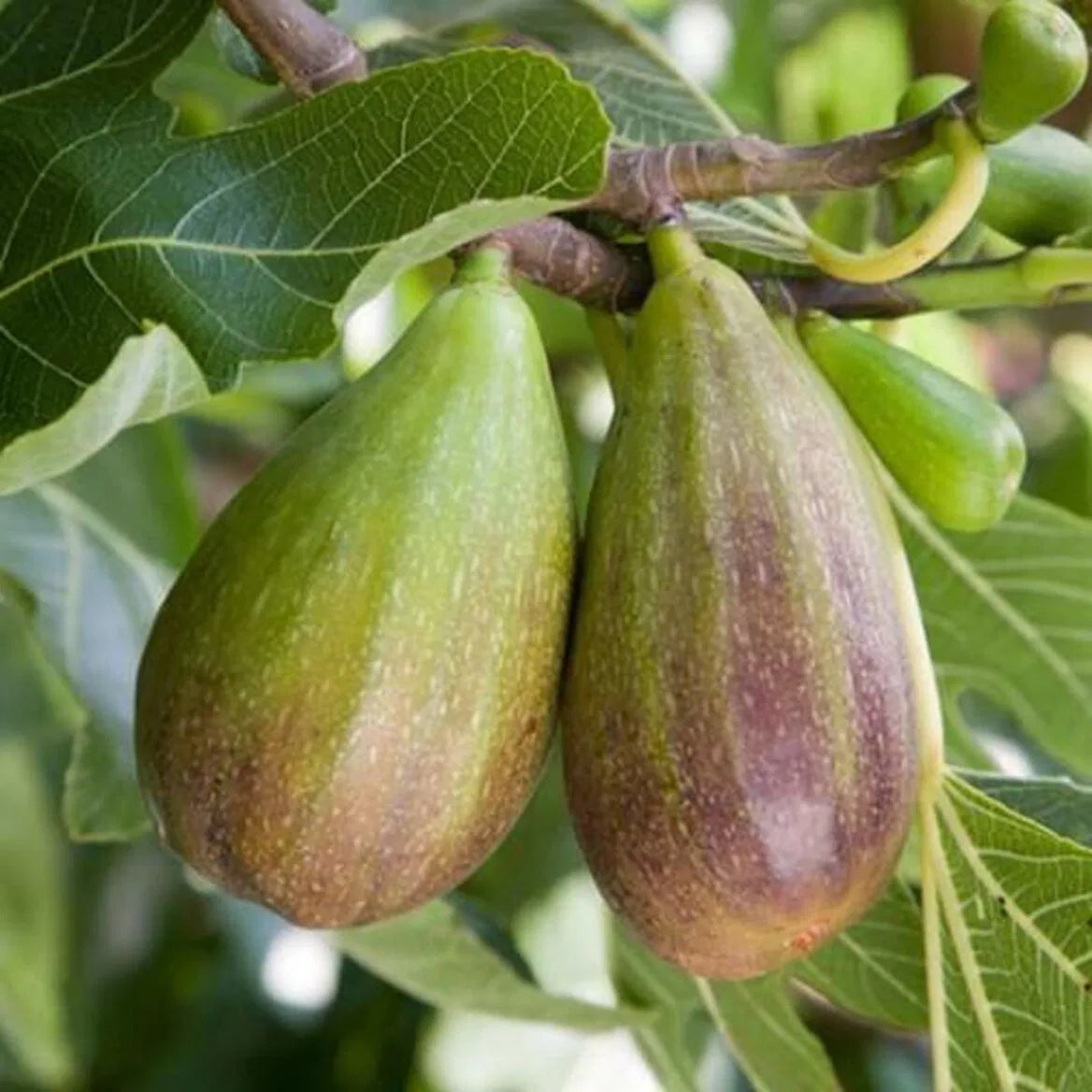 Brunswick Fig Cuttings (Ficus carica) - 2 Unrooted 6-8" Pieces | Cold ...