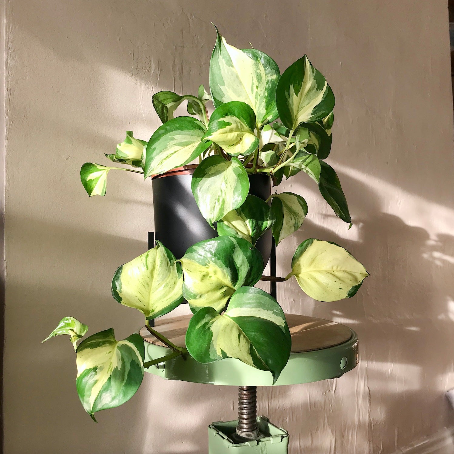 Manjula Pothos Live Plant in 2" Pot | Epipremnum Aureum Harlequin | Ra ...