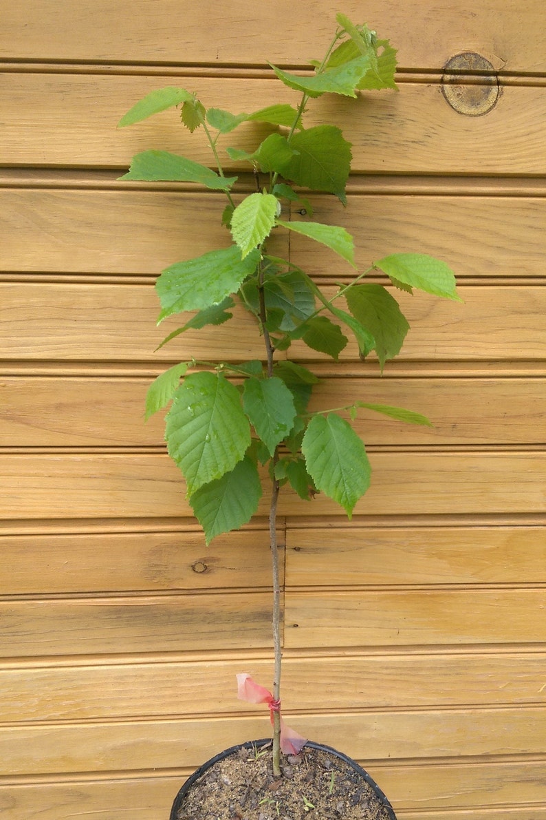 American Hazelnut Trees - 6" to 12" - Corylus americana - 5 Bare Root ...