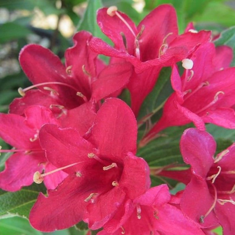 Red Weigela Plants - 4" Containers - 2 Pack - Deciduous Shrub with Red ...