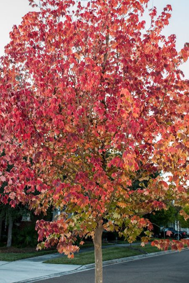 Trident Maple Quart Pot Plant - Acer Buergerianum - Hardy Deciduous Tr ...