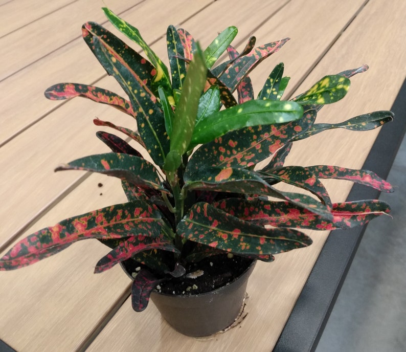 Bush Fire Croton Plant - Small Rooted Codiaeum Variegatum with Free Cu ...
