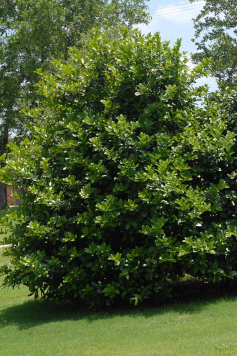 Needlepoint Holly Plant, 6" in 3" Container, Evergreen Hedge, Ilex Cor ...