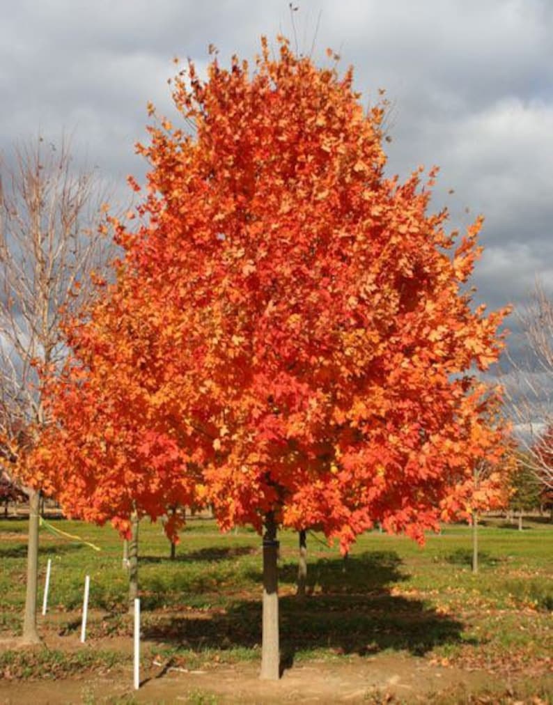 Sugar Maple Plant Quart Pot - Acer saccharum - Deciduous Tree for Fall ...