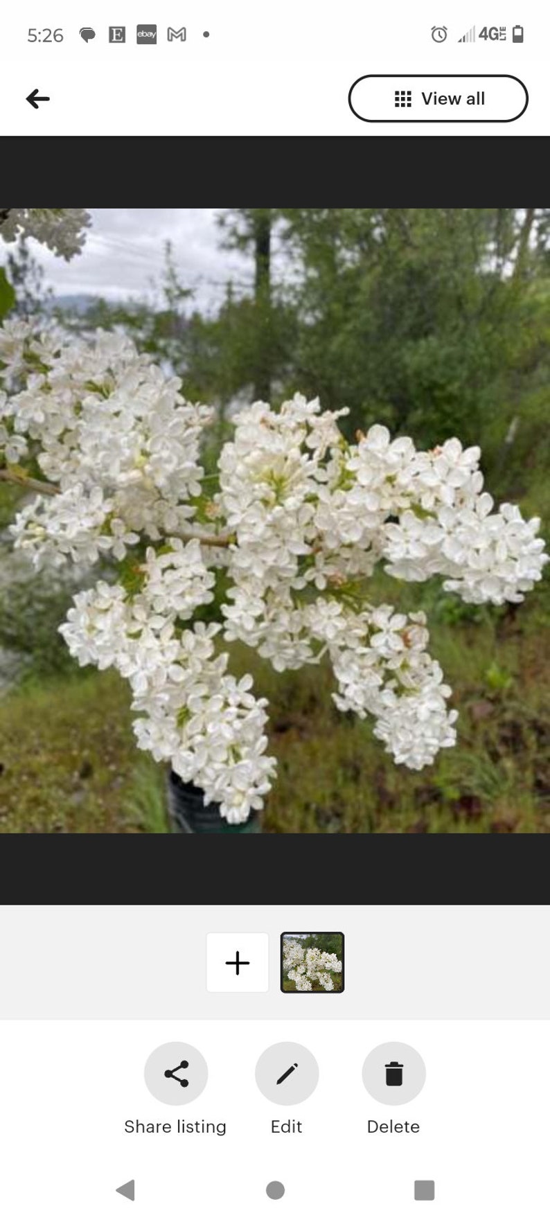 Larger Bare Root White Lilac Starts - 5+ Established Plants - Fragrant ...