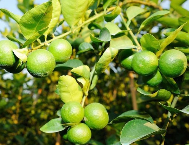 Key Lime Tree - 1/2 Gallon Pot - Grafted Citrus Aurantiifolia - Florid ...