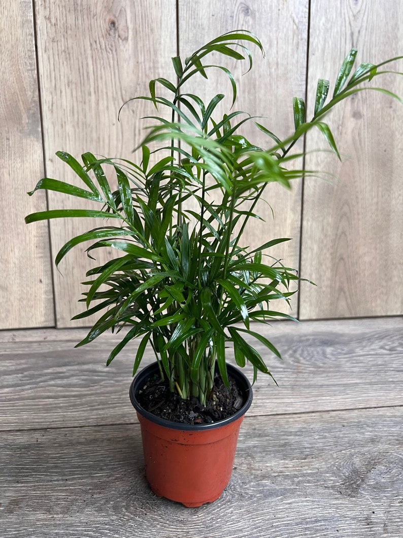 Neanthe Bella Palm 4" Pot - Parlor Palm - Chamaedorea Elegans - Indoor ...