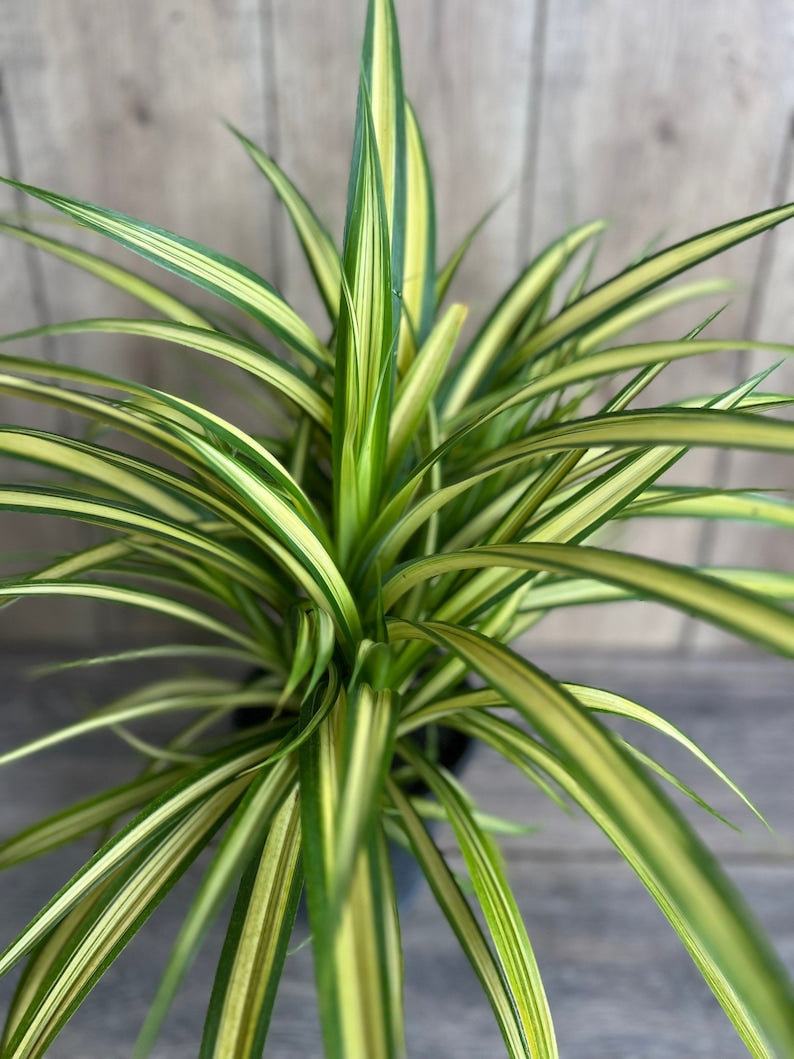 Large Variegated Dwarf Pandanus in 1 Gallon Pot - Pandanus baptistii A ...