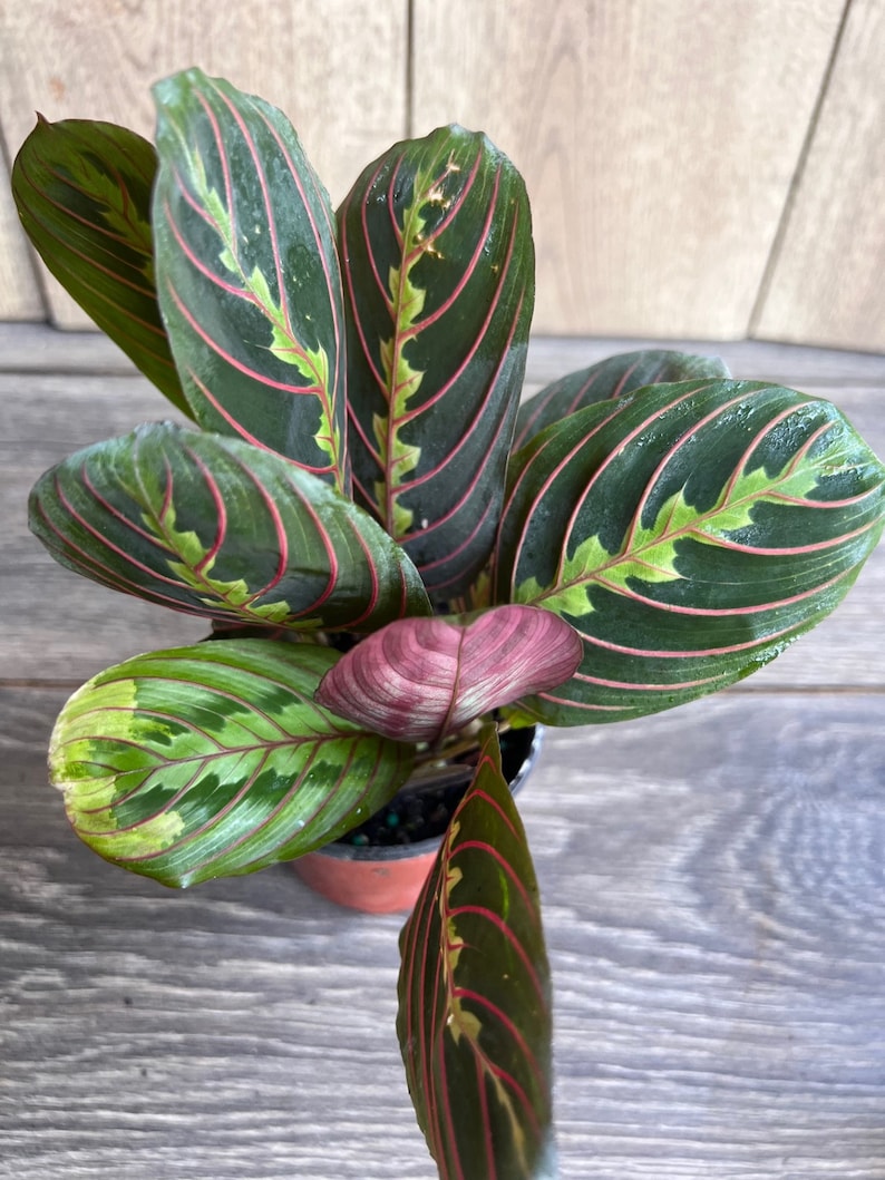 Red Maranta in 4" Pot - Herringbone Plant, Indoor Prayer Plant, Marant ...