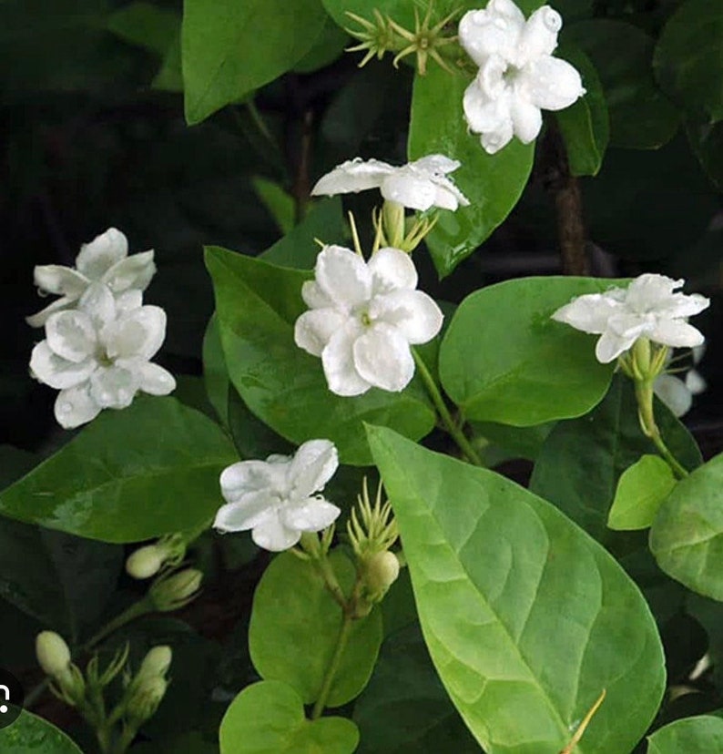 Sambac Arabian Jasmine Live Plant 4" Pot, Fragrant White Flowers, Jasm ...