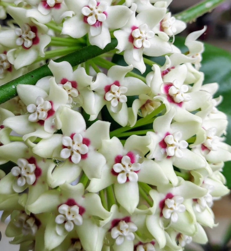 Hoya Plant in 6" Pot - Hoya Australis Lisa - Hardy Climbing Vine - Fra ...