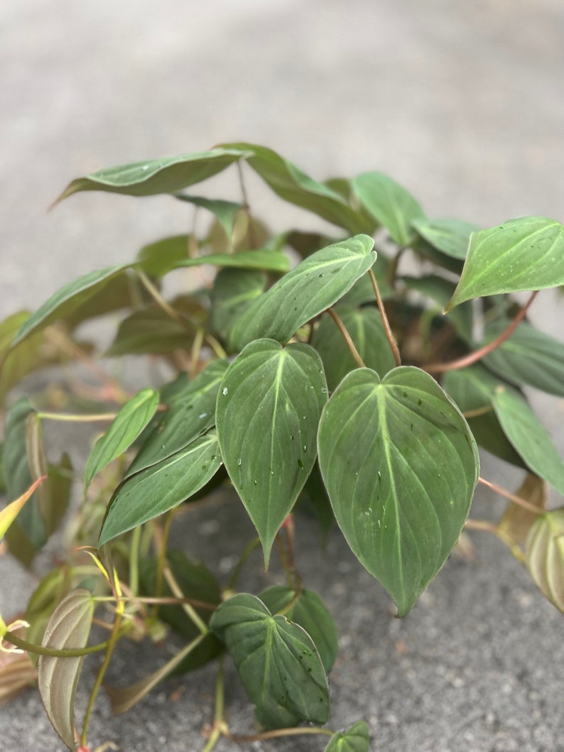 Philodendron Micans Plant in 6" Pot - Velvet Leaves, Heart-Shaped, Eas ...