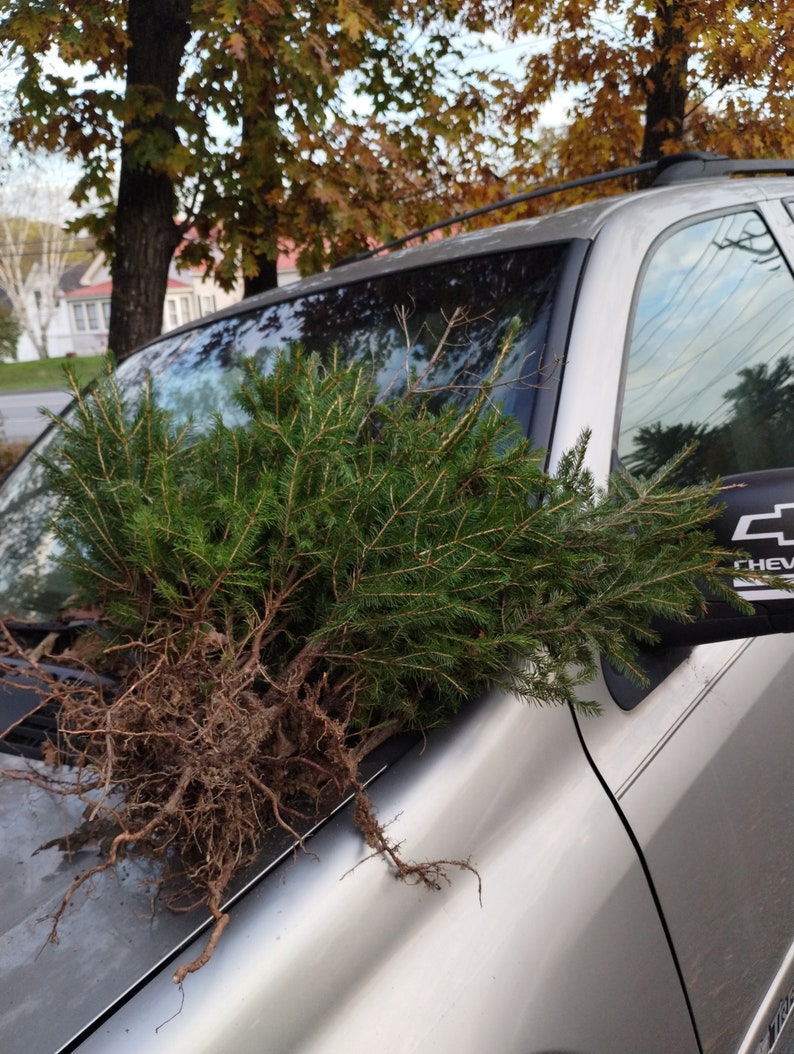 Red Spruce Tree Seedlings 6+ Bare Root Saplings Picea rubens from Main ...