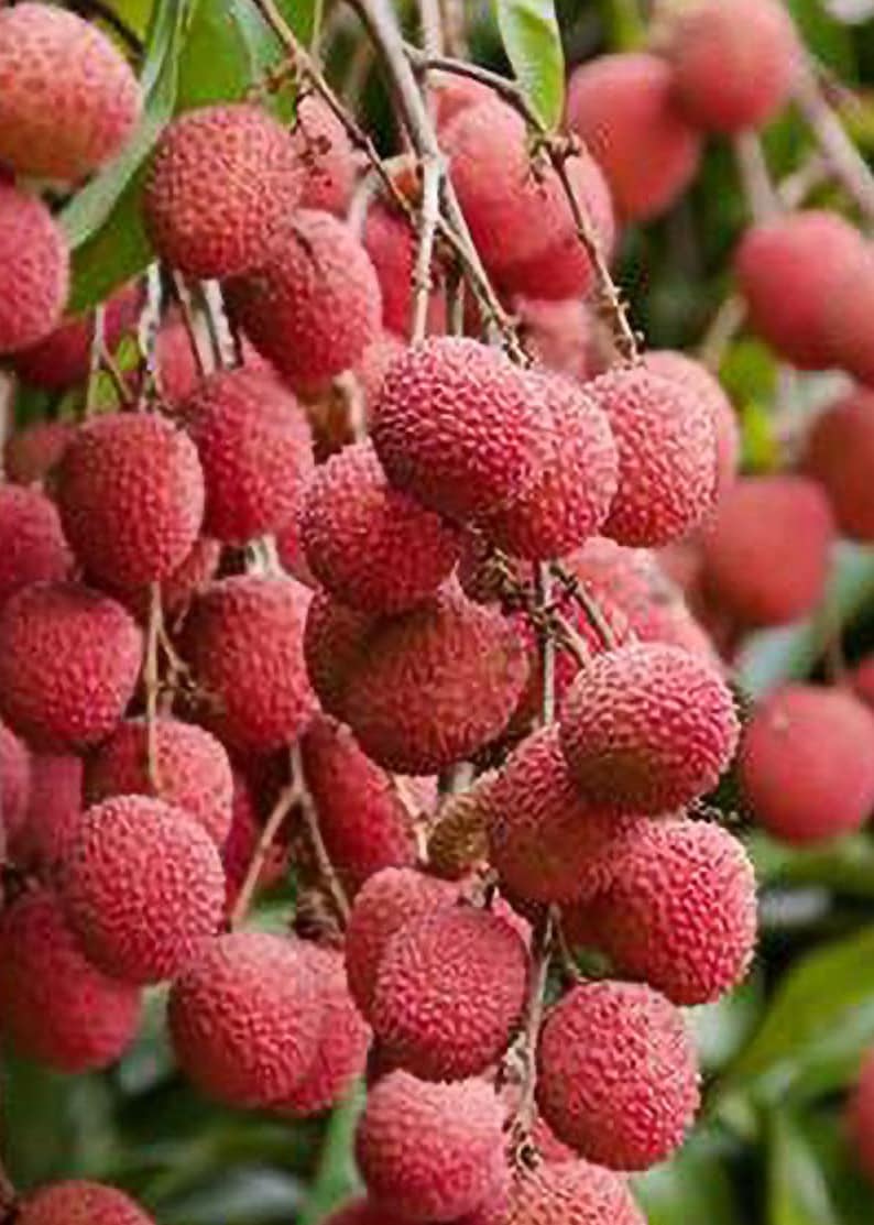 Brewster Lychee Tree in 6" Pot, Air Layered, Sweet Fruit, Litchi chine ...