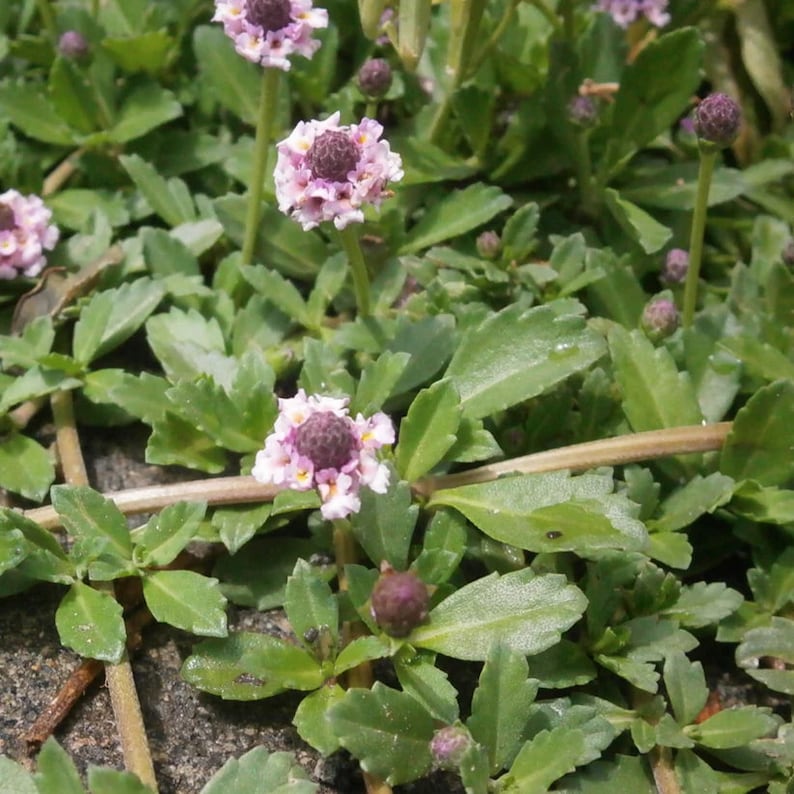 Frogfruit Live Plant 3.5" Pot - Turkey Tangle (Phyla nodiflora) - Comm ...