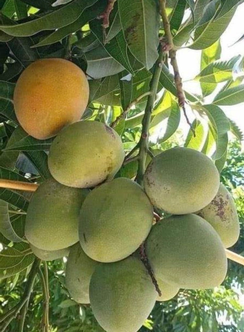 Fruit Punch Mango Tree, Grafted 3 Gallon Pot, Sweet Hybrid Mango, Mang ...