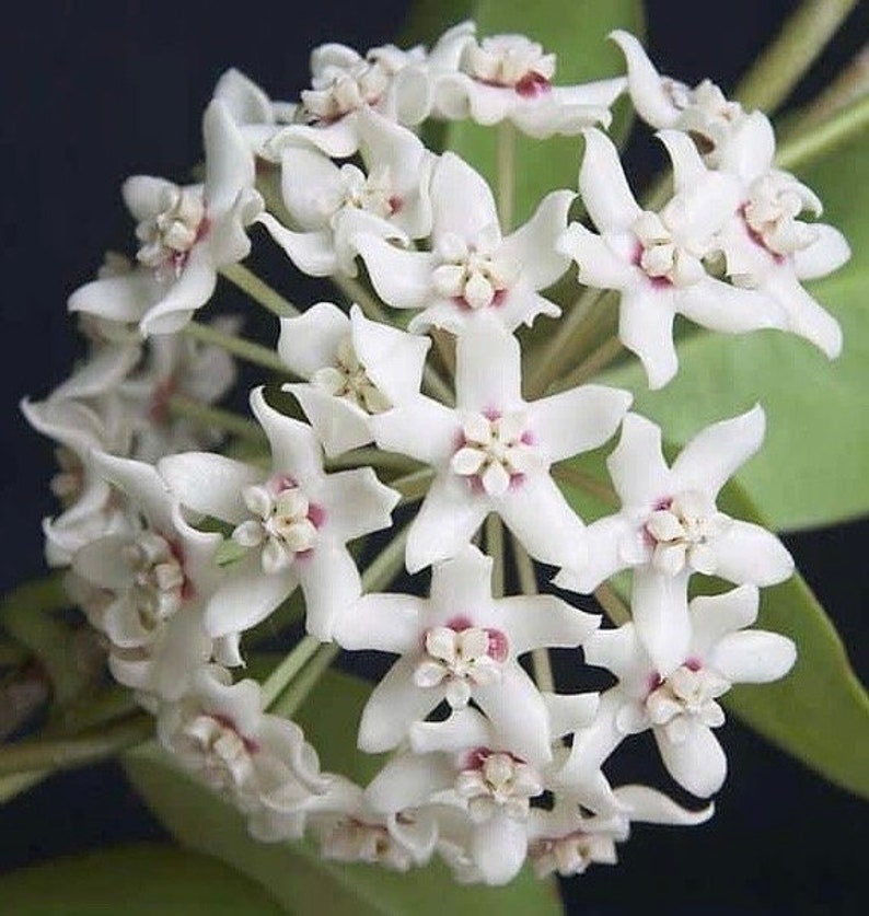Hoya Plant in 6" Pot, Hoya Australis Lisa, Hardy Climbing Vine, Epiphy ...