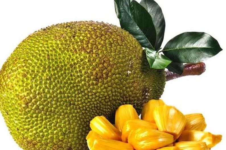 Golden Nugget Jackfruit Tree in 3 Gallon Pot, Grafted, Artocarpus hete ...
