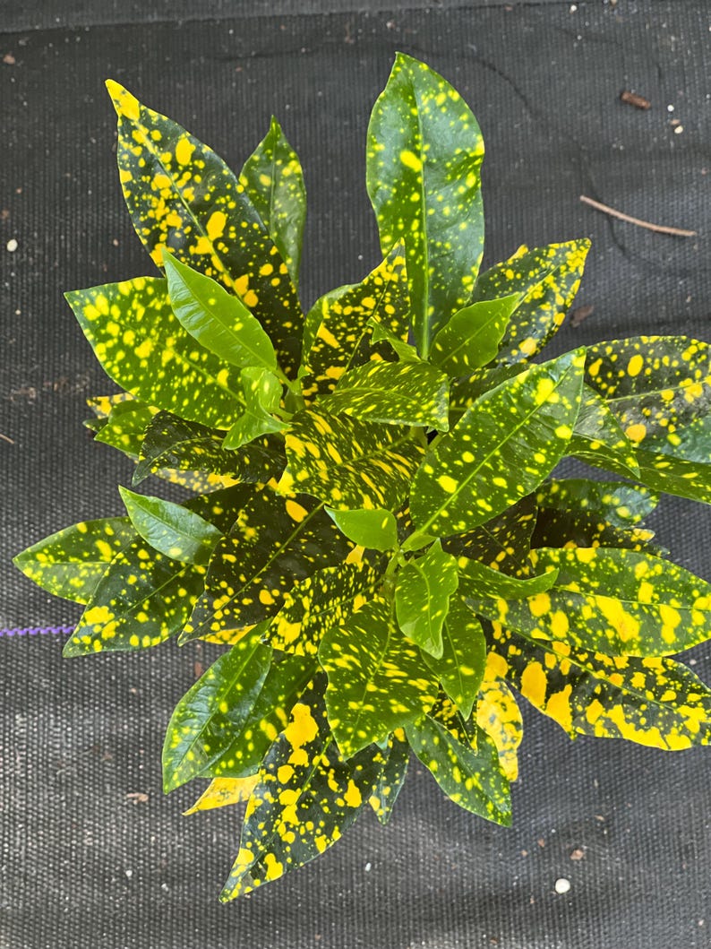 Croton Gold Star Plant in 4" Pot, Colorful Foliage, Codiaeum variegatu ...