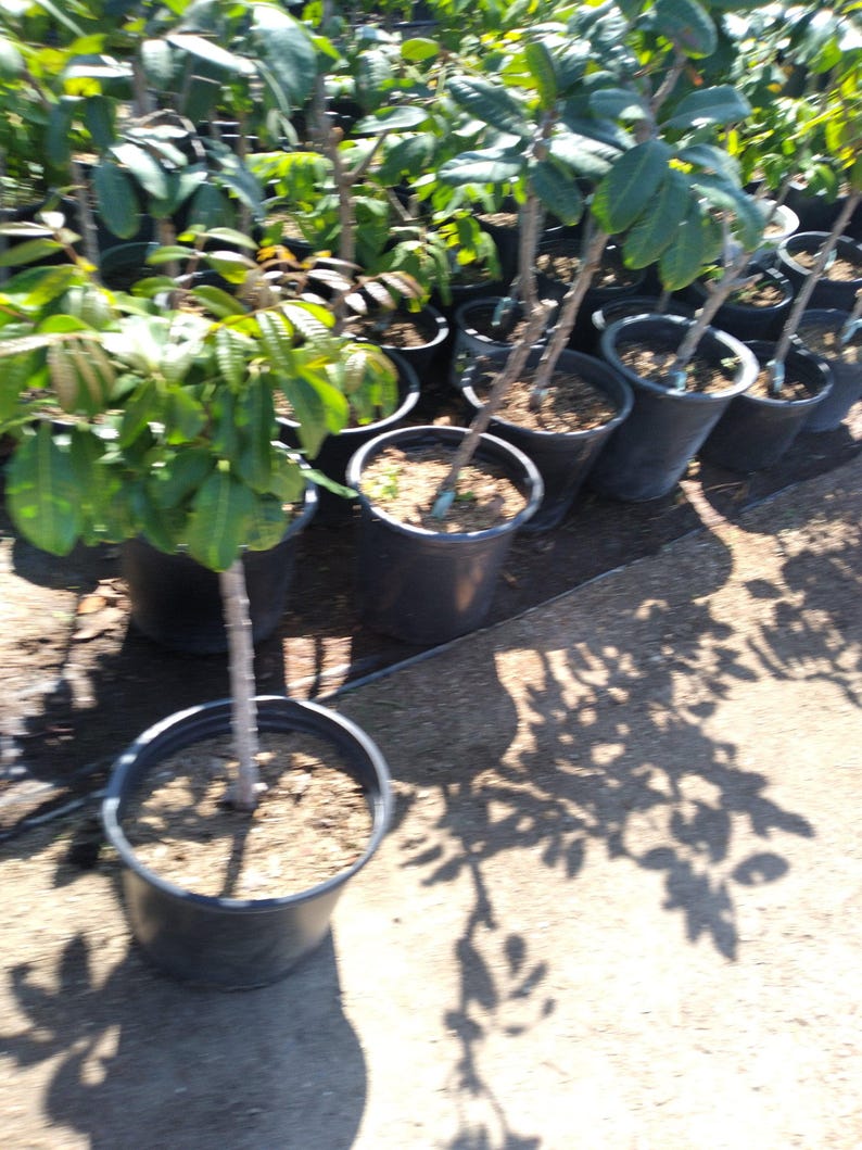 Longan Air Layered Tree - 2 Feet Tall Live Plant in 3 Gal Pot - Dimoca ...