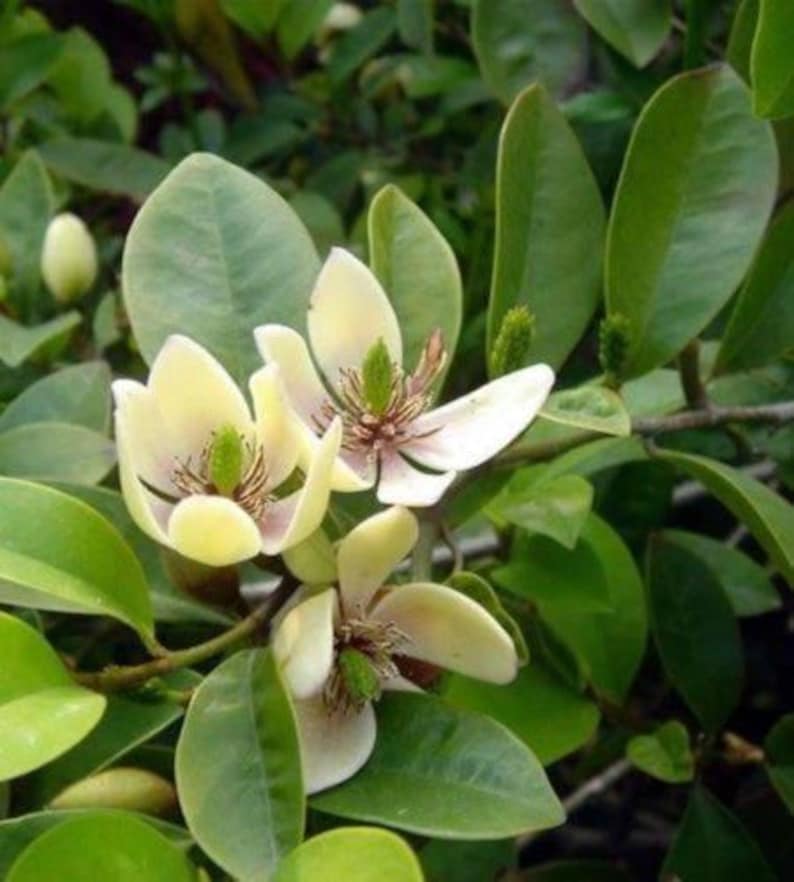 Banana Shrub Plant - 1 Gallon - Michelia Figo - Fragrant Yellow & Purp ...