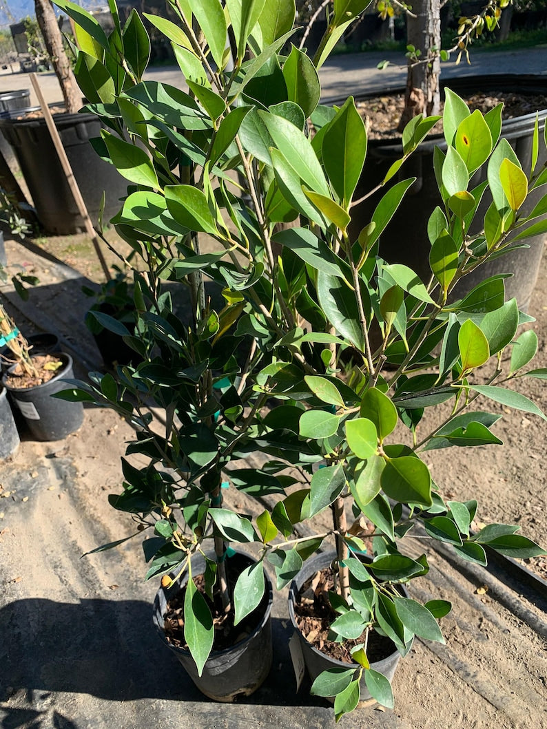 Ficus Nitida Live Plant in 6" Pot - 2 Feet Tall Ficus Microcarpa, Indo ...