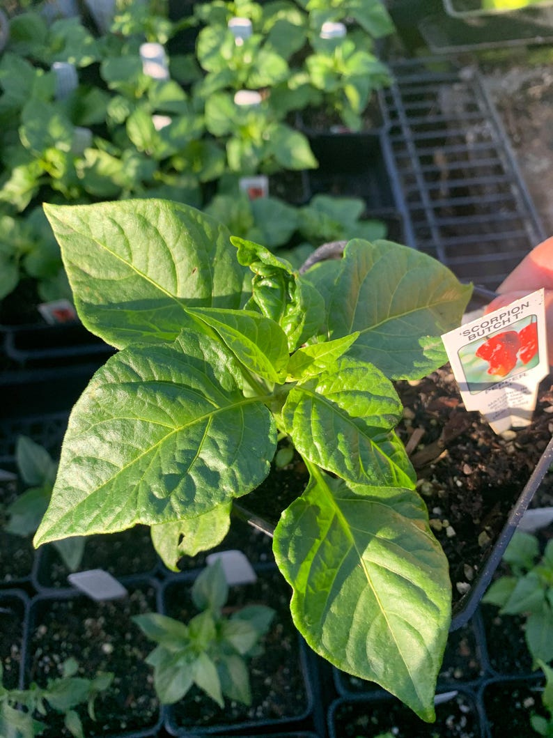 Scorpion Butch T Pepper Plant 3” Pot - Capsicum chinense - Live Hot Pe ...