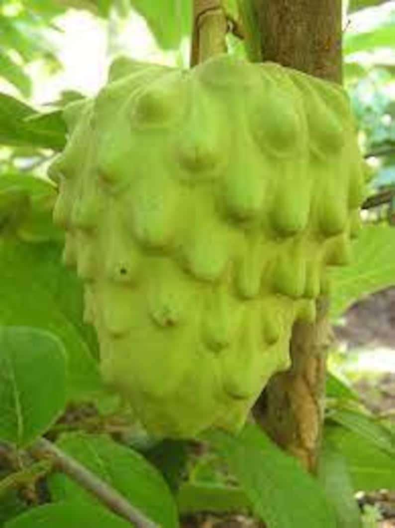 El Bumpo Cherimoya Plant - 1 Foot Tall - Grown in 6" Pot - Annona cher ...