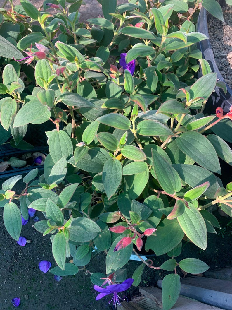 Princess Flower Plant 6" Pot Tibouchina Urvilleana - Tropical Evergree ...
